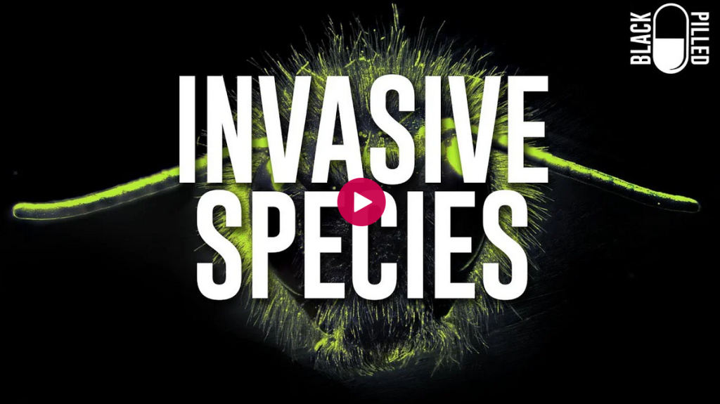 A Trusty Flashlight in the Dark Corners of The Internet. | Black Pilled